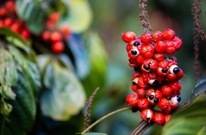 Recofarma: fábrica de concentrados da Coca-Cola Brasil é líder em ...